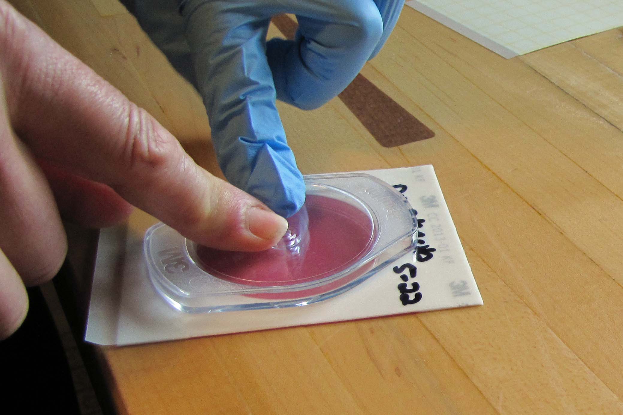 Using 3M Quick Swabs to Build a Food Safety Program for the Farmstead ...