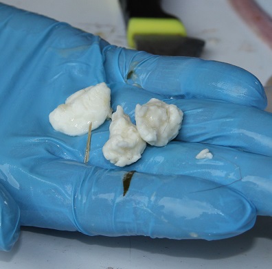 DIY: Traditional Rennet | Gianaclis Caldwell